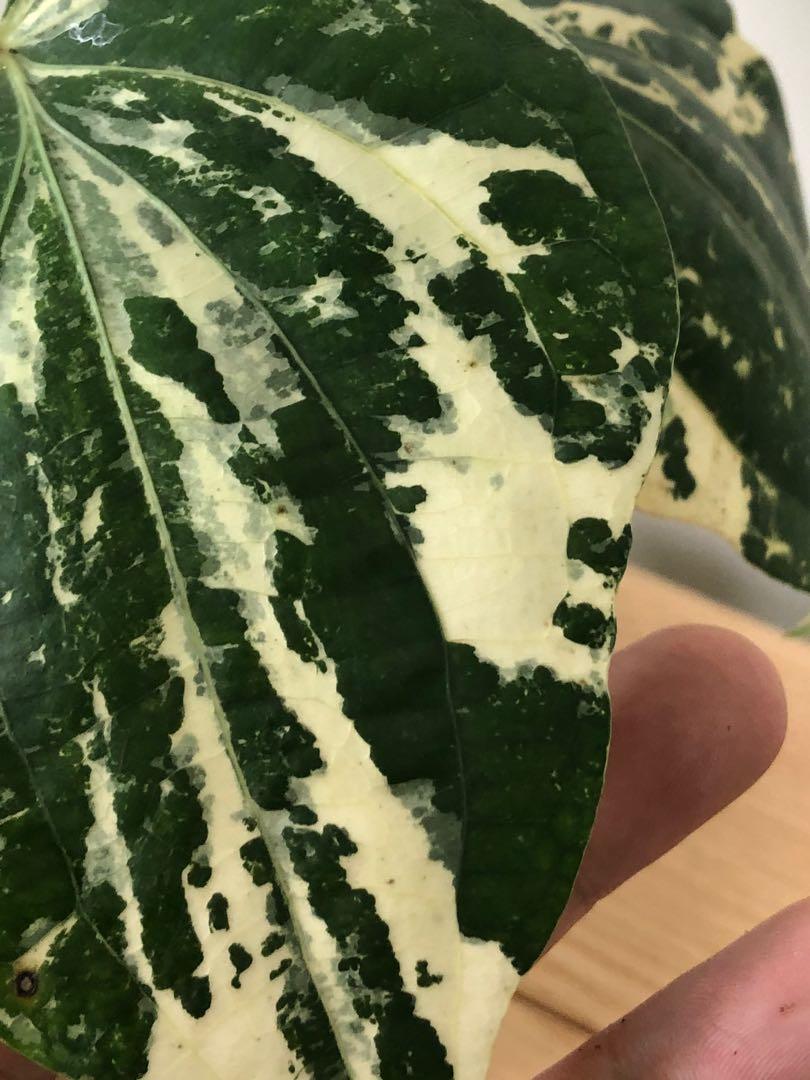 Piper Nigrum variegated albo, Furniture & Home Living, Gardening ...