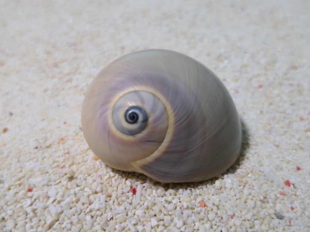 Nice shark eye moon snail seashell specimen 34mm, Vintage ...