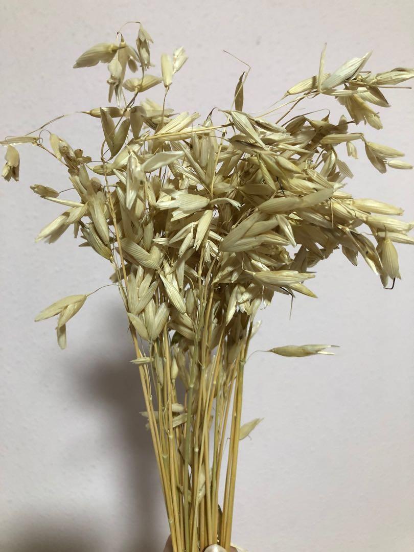 100g flax spray millet spray oat spray piston millet spray for hamsters ...