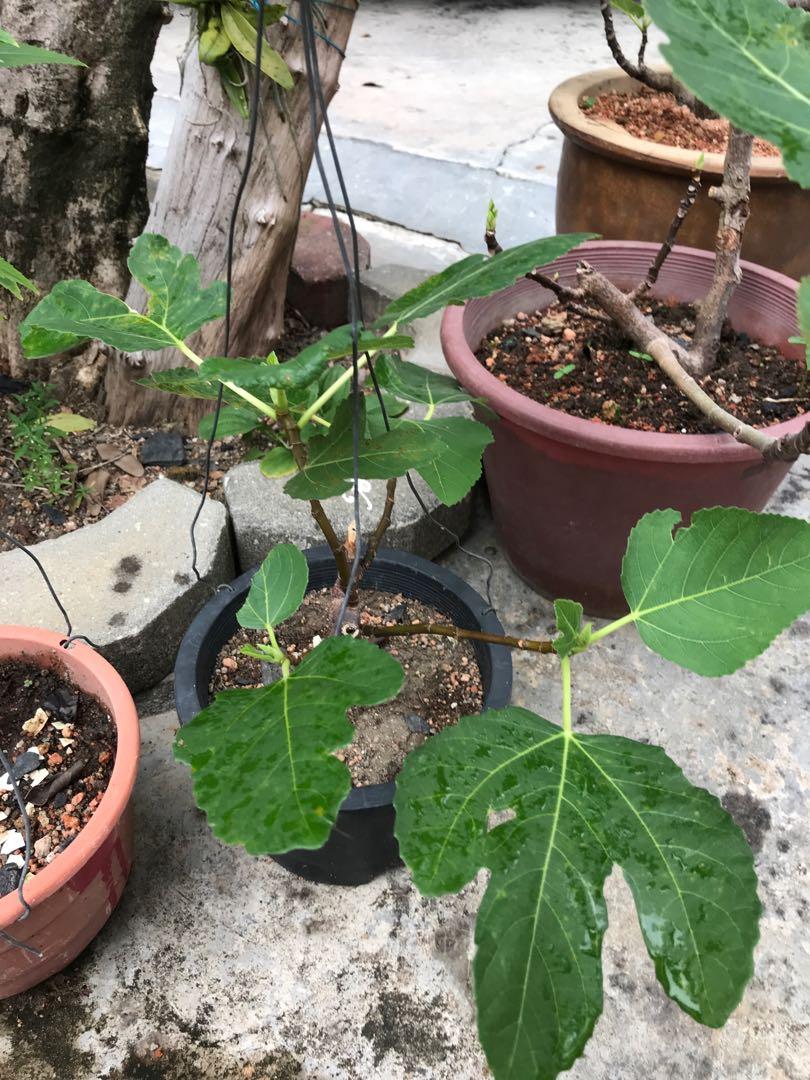 Pokok Tin fig plant Janice kadota , Furniture & Home Living, Gardening ...