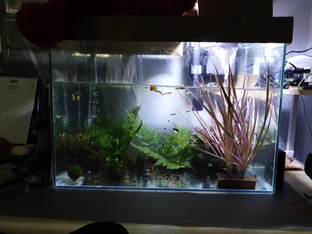 Crystal Fish tank 60x45x30 cm, Pet Supplies, Homes & Other Pet ...