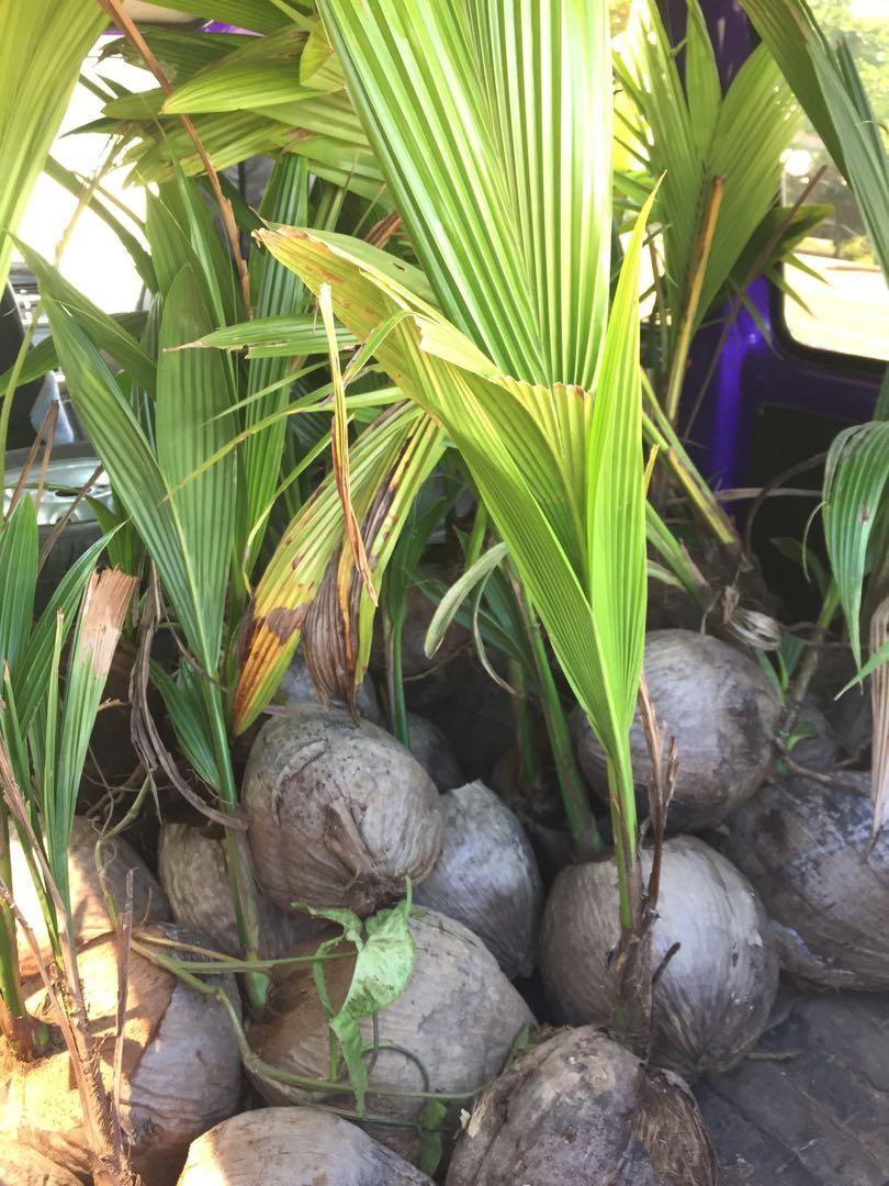 DWARF COCONUT “Tacunan”, Furniture & Home Living, Gardening, Plants ...