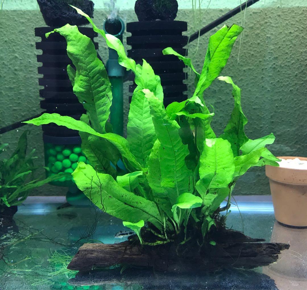 Java Fern, Pet Supplies, For Fish, Fish Tank Accessories on Carousell