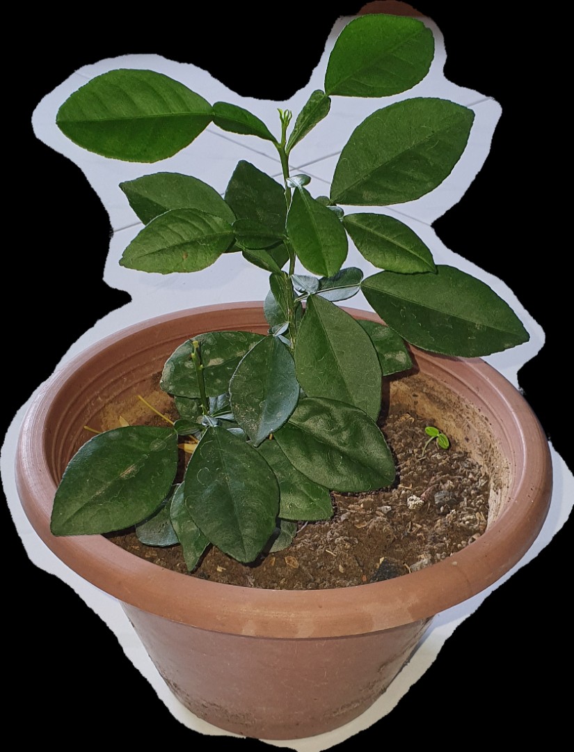 柚子Pomelo Plant with Pot, Gardening, Plants on Carousell
