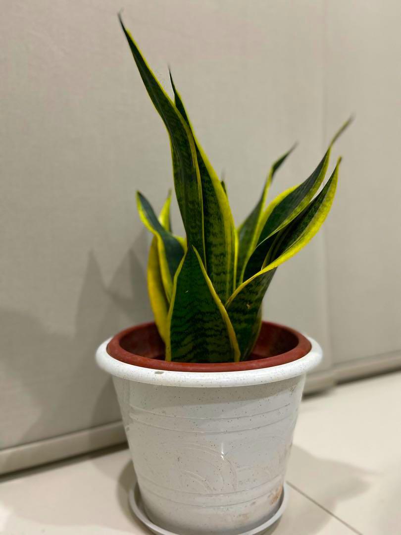 SNAKE PLANT ( 10 LEAVES ) Sansevieria trifasciata // LAURENTII // GOLD ...