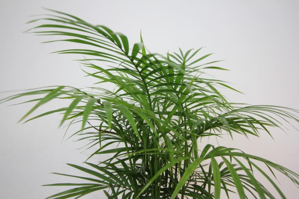 Java Palm, Gardening, Plants on Carousell