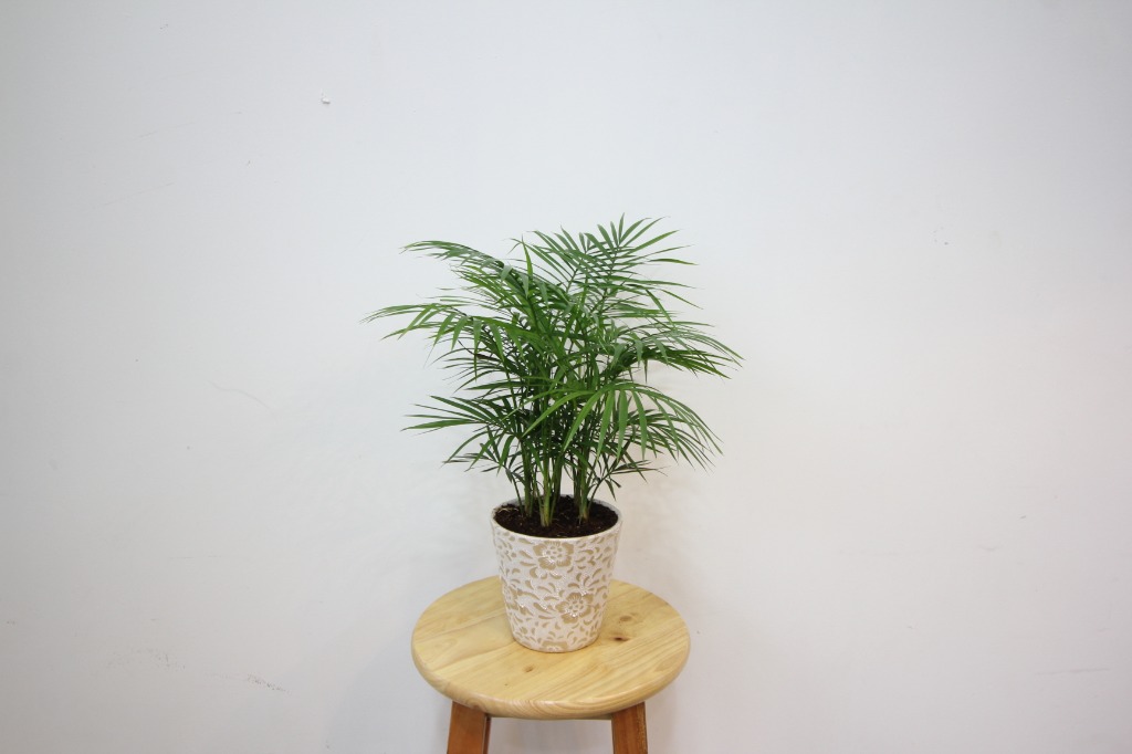 Java Palm, Gardening, Plants on Carousell