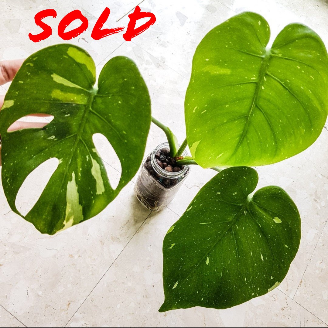 Monstera "Thai Constellation" in Hydroponics, Gardening, Plants on ...