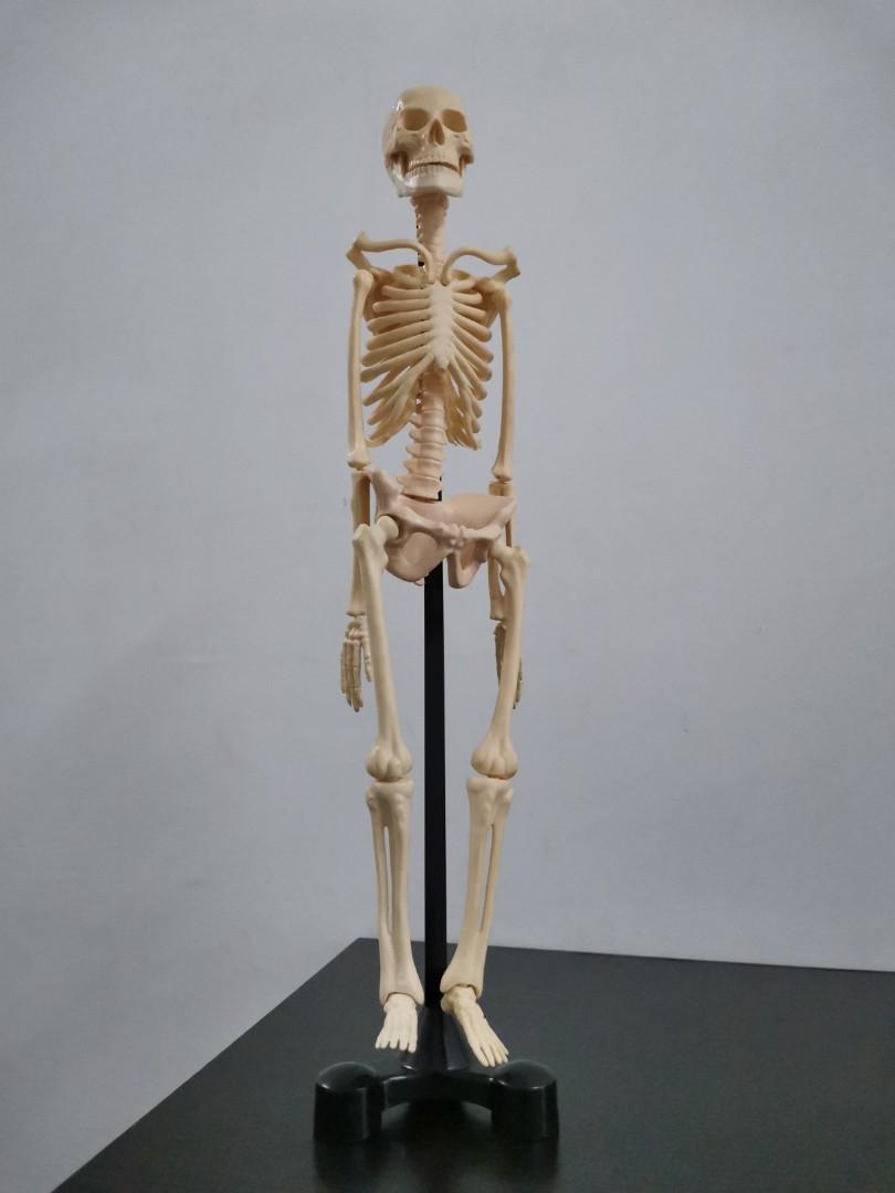 1/4 Quarter Scale Human Skeleton with Movable Joints, Hobbies & Toys ...