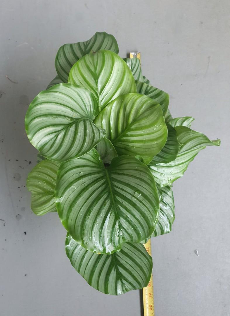 Calathea Orbifolia - "Big Plant", Furniture & Home Living, Gardening ...