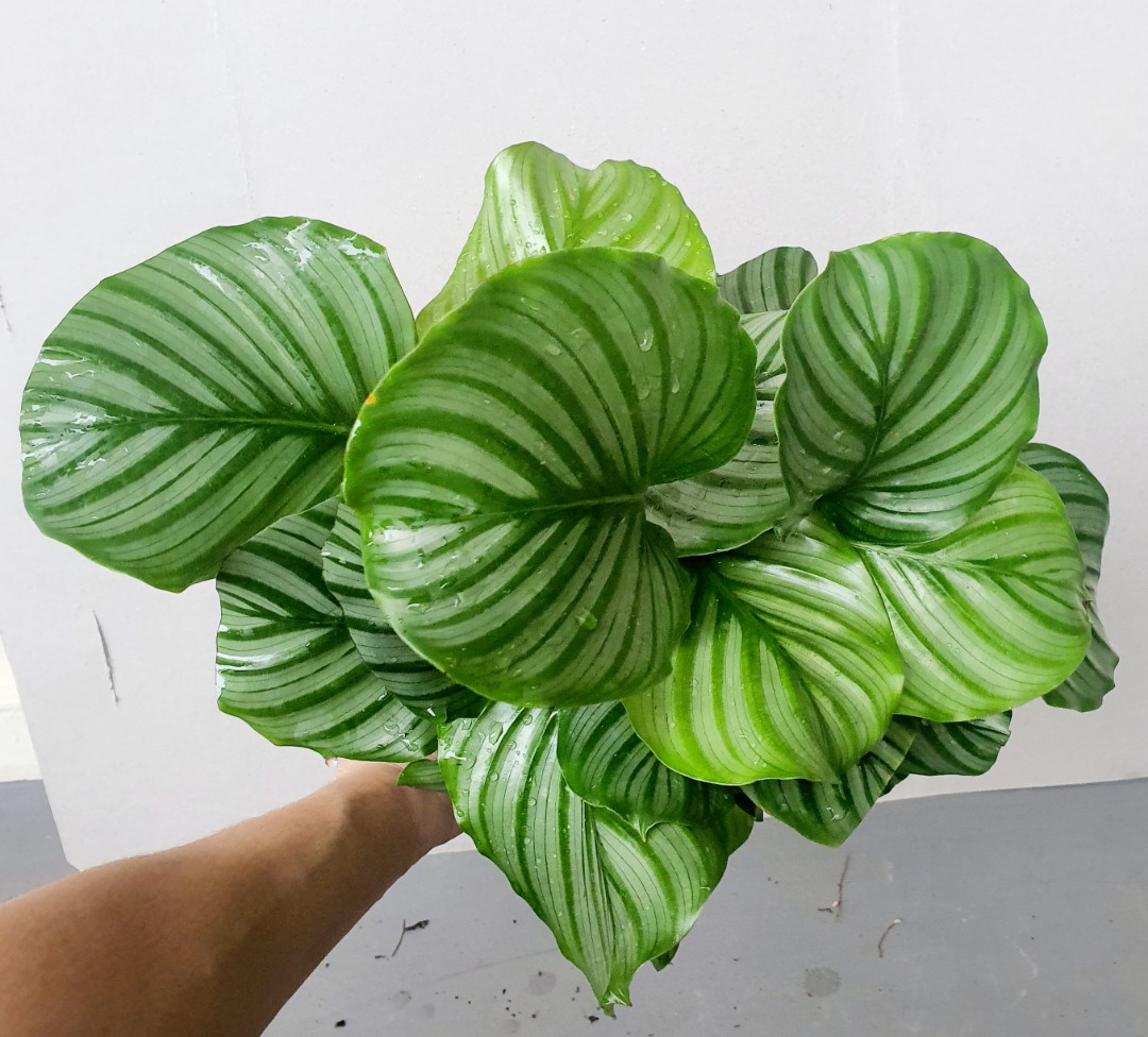 Calathea Orbifolia - "Big Plant", Furniture & Home Living, Gardening ...