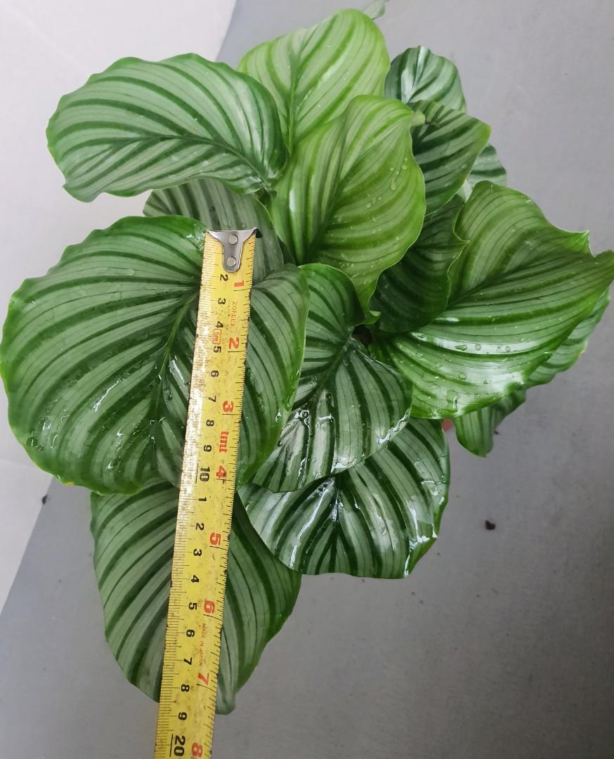 Calathea Orbifolia - "Big Plant", Furniture & Home Living, Gardening ...