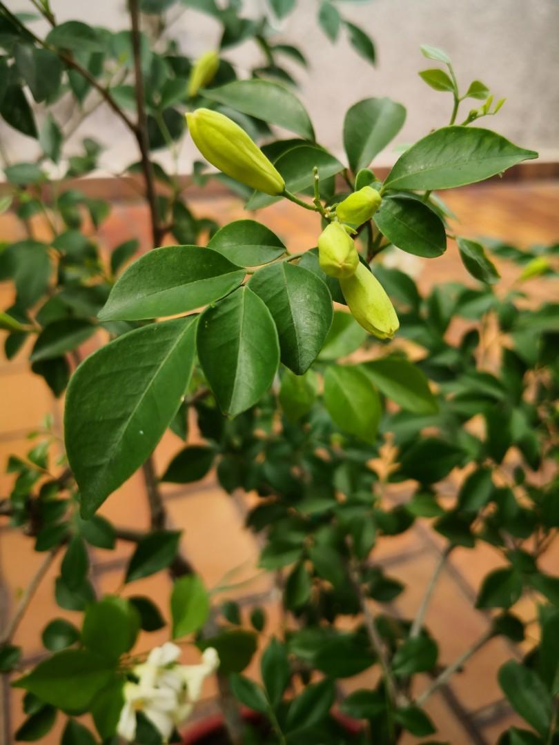 Qi Li Xiang (seven-mile fragrant/ orange jasmine), Furniture & Home ...