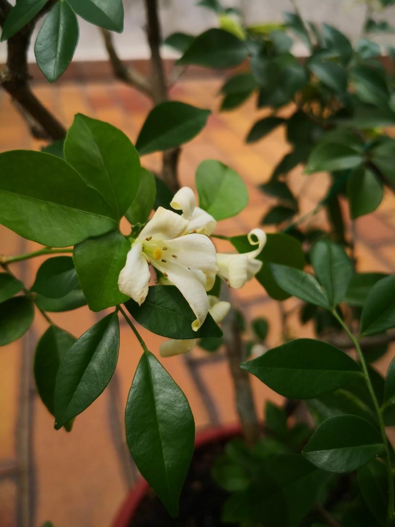 Qi Li Xiang (seven-mile fragrant/ orange jasmine), Furniture & Home ...