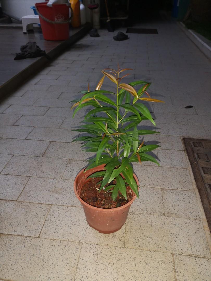 Syzygium myrtifolium (Kelat Oil), Furniture & Home Living, Gardening ...