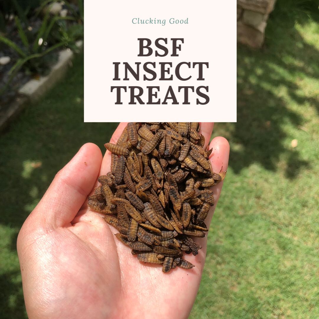 [POPULAR!] Dried BSF Larvae/Powder, Pet Supplies, Pet Food on Carousell