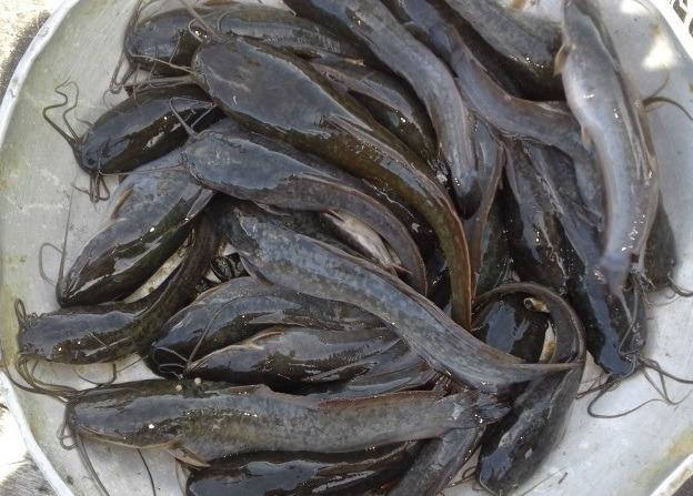 Hito Fingerlings for Grow-Out (Catfish fingerlings) for Sale, Food ...
