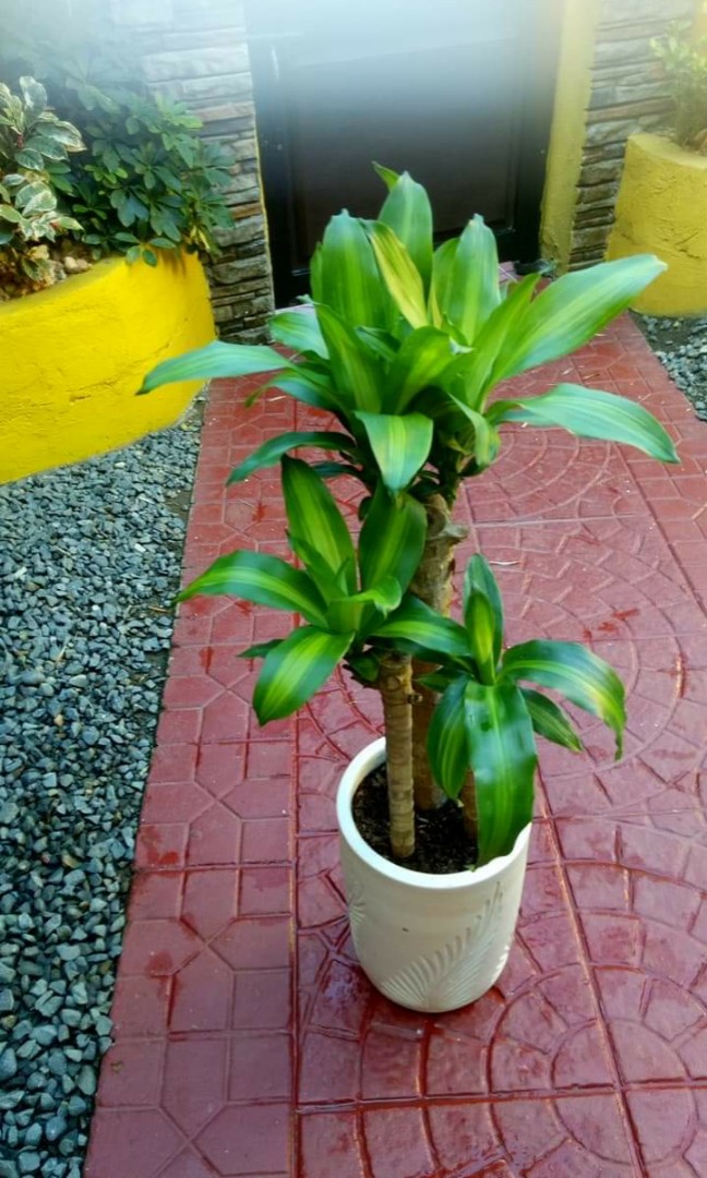 Fortune Plants, Furniture & Home Living, Gardening, Plants & Seeds on ...