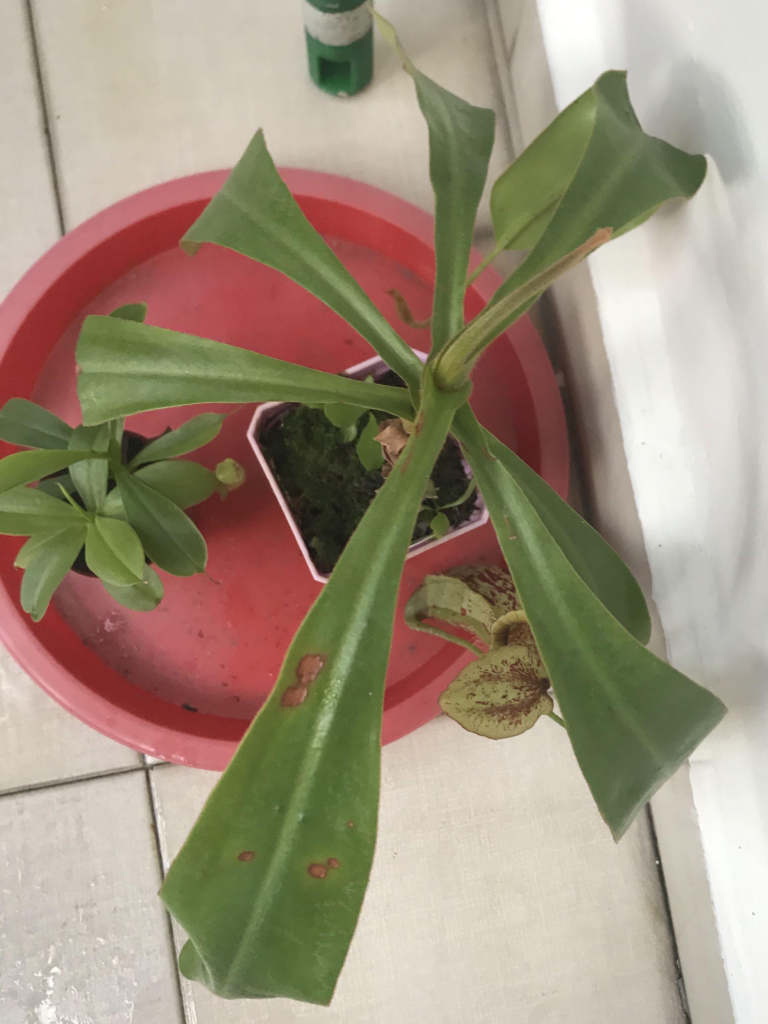 Nepenthes Dyeriana Pitcher plant, Furniture & Home Living, Gardening ...