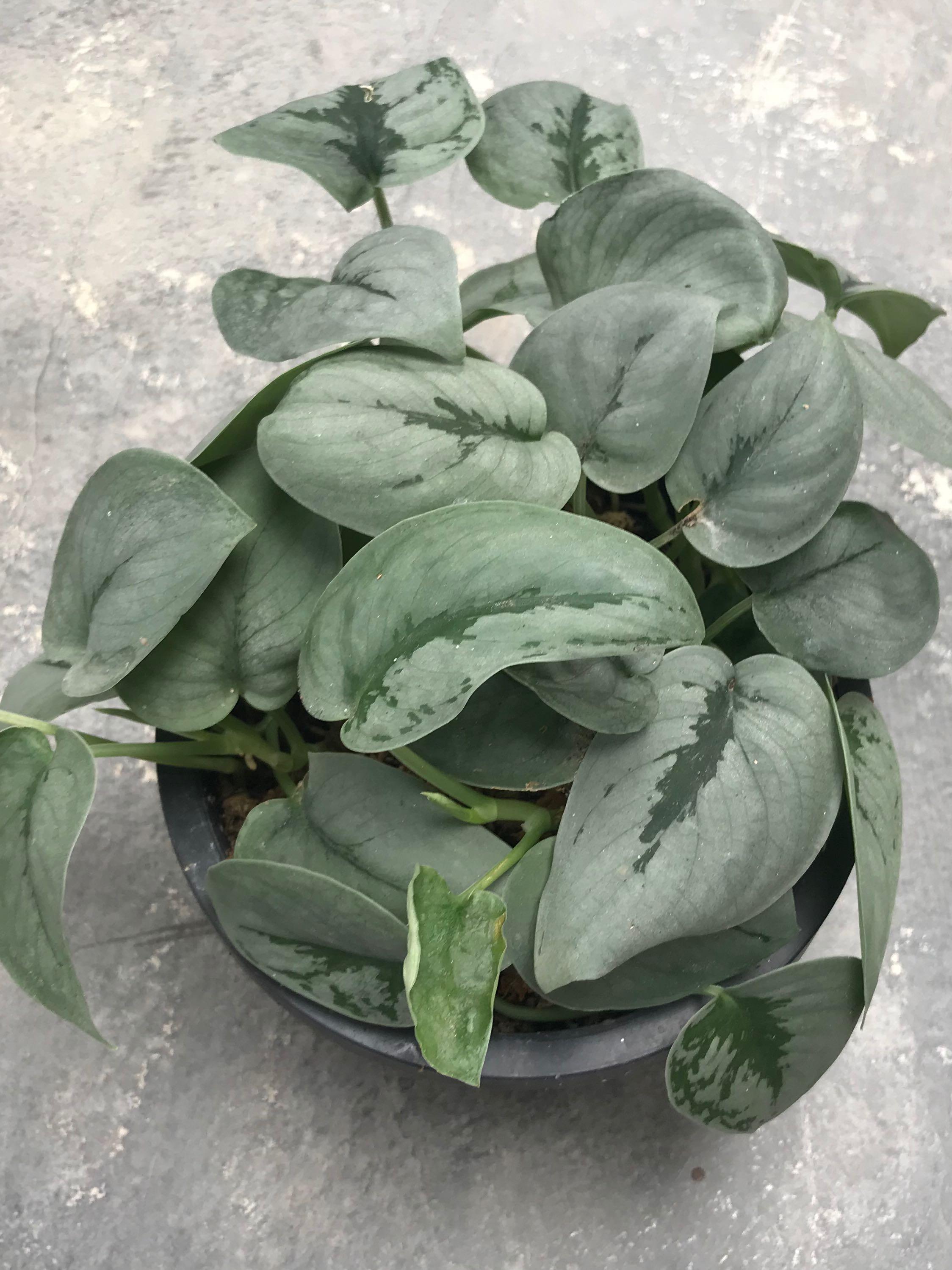 Scindapsus Silver Hero, Furniture & Home Living, Gardening, Plants ...