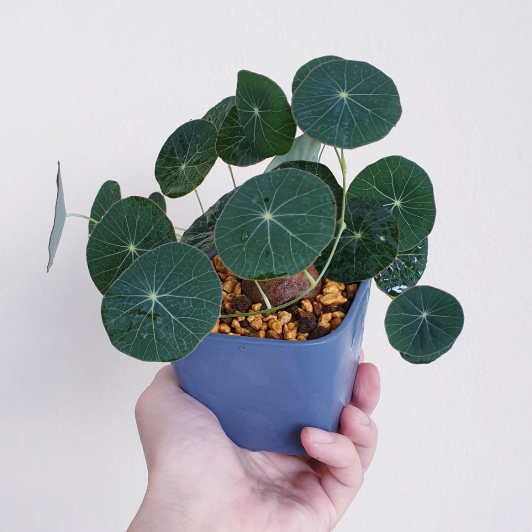 Plant - *SOLD* - Rare Stephania Erecta SE14, Furniture & Home Living ...
