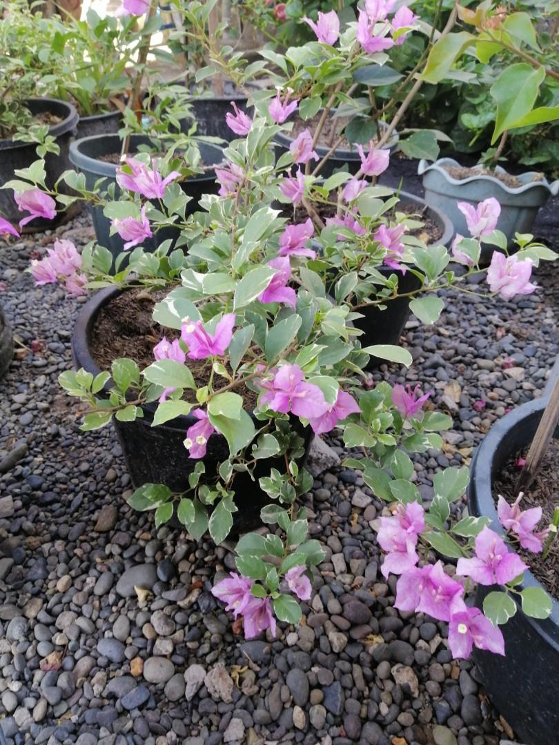 Bougainvillea tricolor, Furniture & Home Living, Gardening, Plants ...
