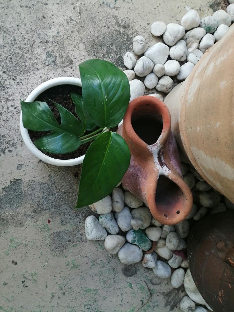 Epipremnum pinnatum (Tibatib), Furniture & Home Living, Gardening ...