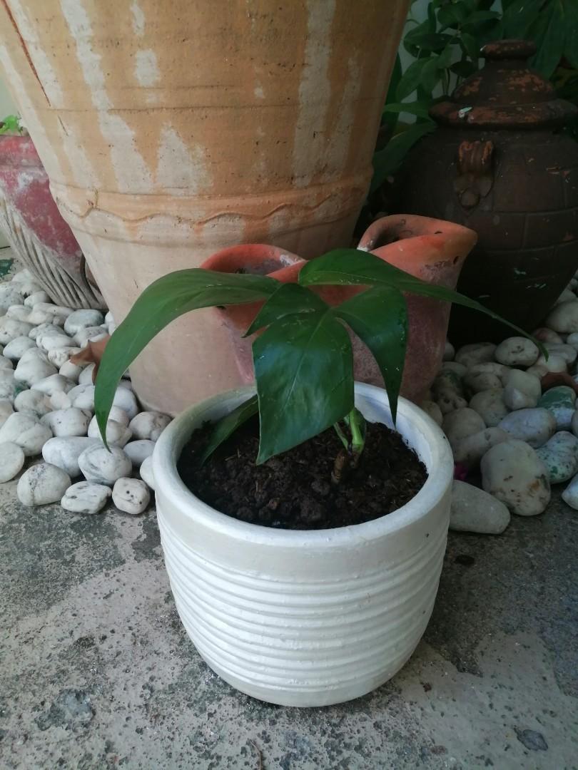 Epipremnum pinnatum (Tibatib), Furniture & Home Living, Gardening ...