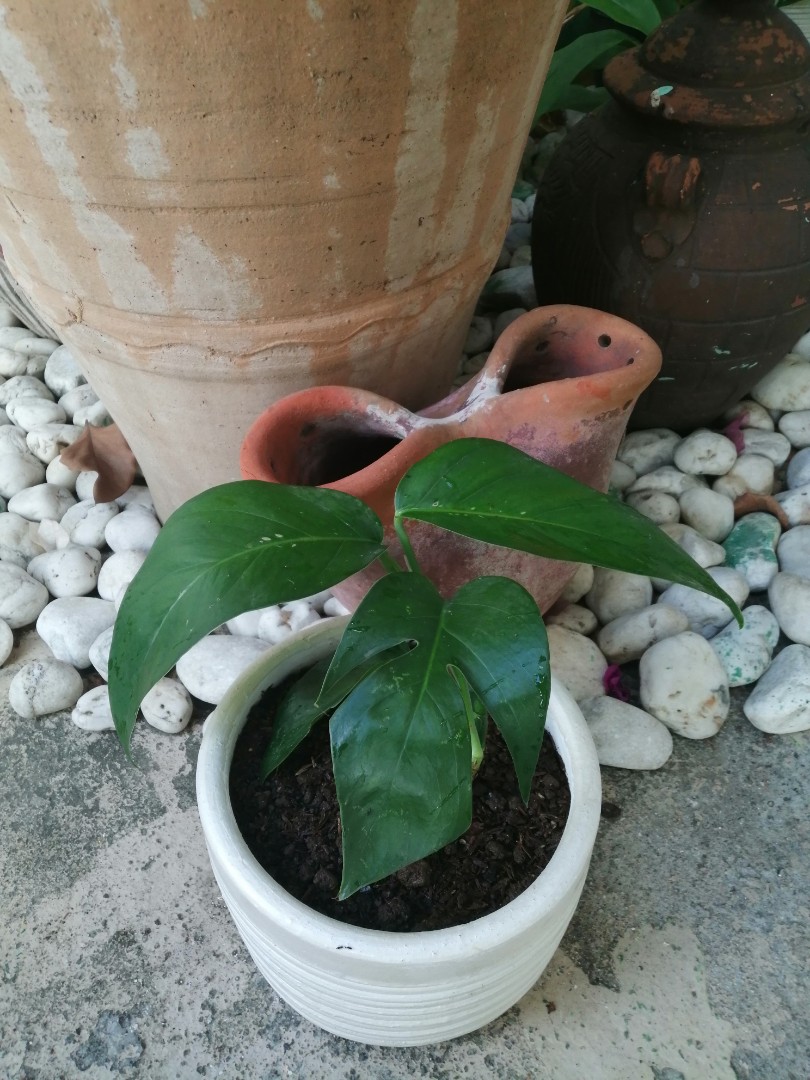 Epipremnum pinnatum (Tibatib), Furniture & Home Living, Gardening ...