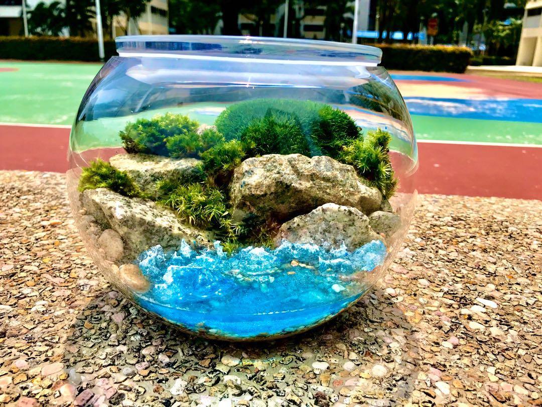 Rocky coast Terrarium, Hobbies & Toys, Toys & Games on Carousell