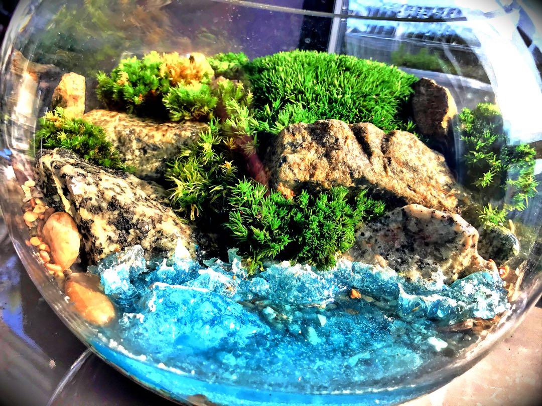 Rocky coast Terrarium, Hobbies & Toys, Toys & Games on Carousell