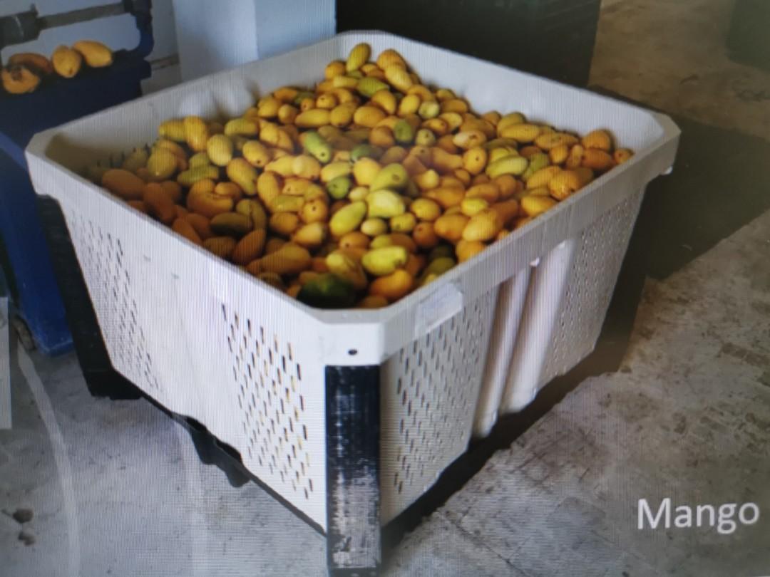 Plastic Container (farming/educational tool), Furniture & Home Living ...