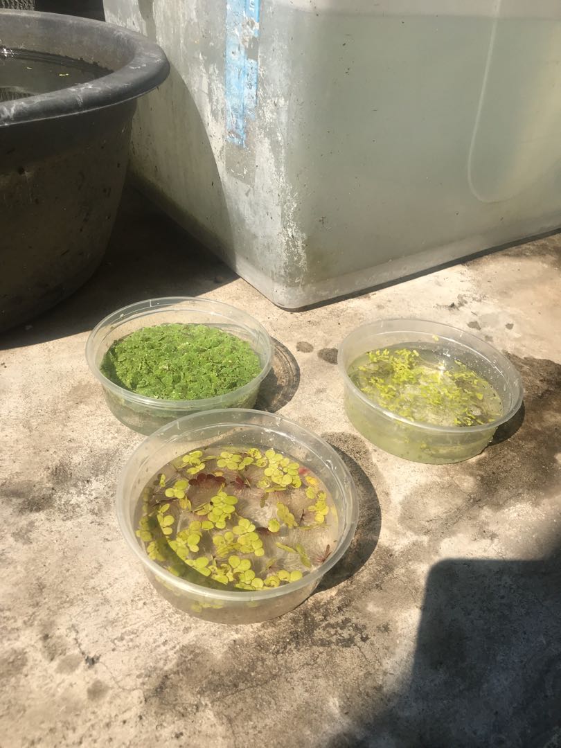 Azolla duckweed giant starter aquarium tilapia feed, Furniture & Home ...