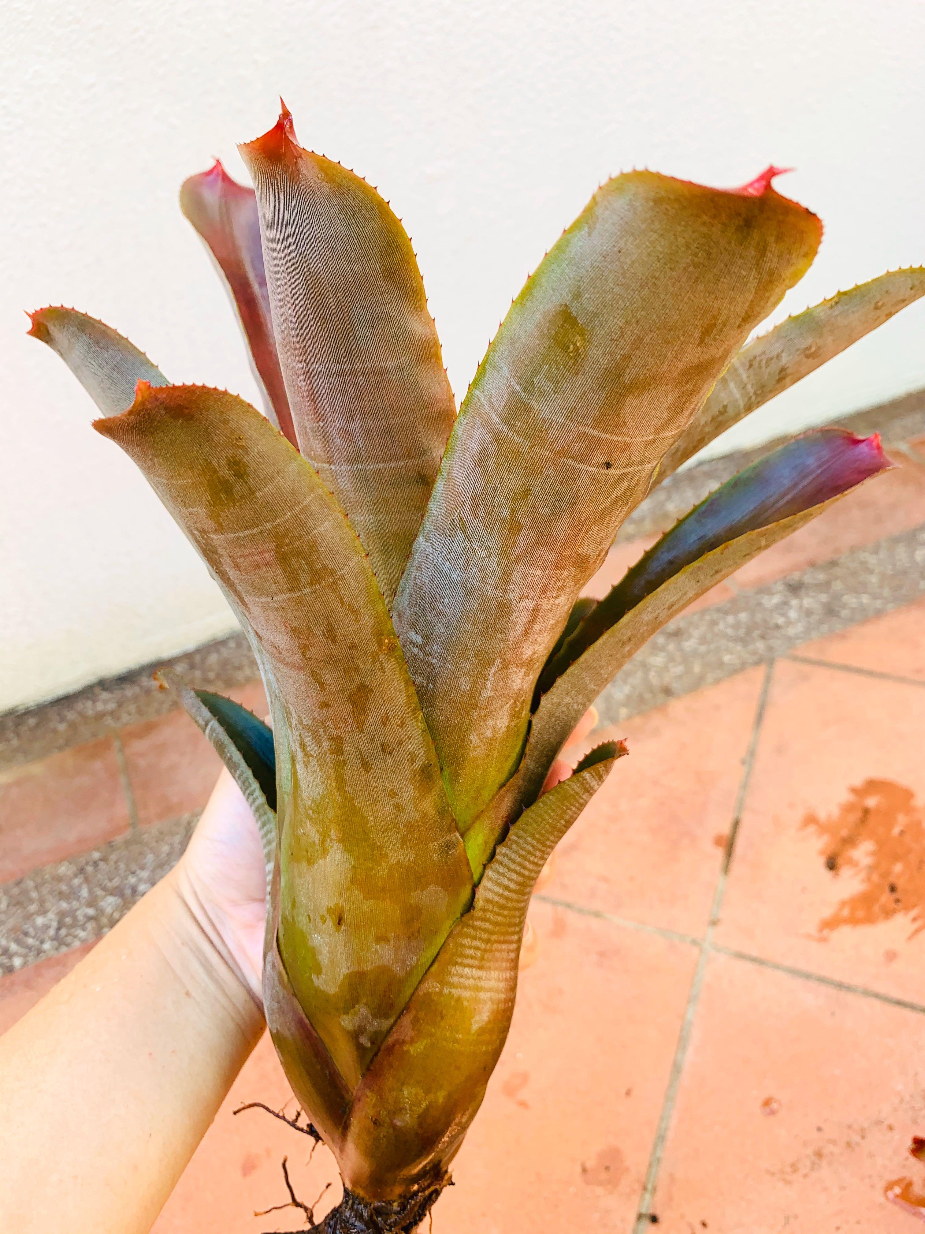 Bromeliad neoregelia cruenta rubra, Furniture & Home Living, Gardening ...