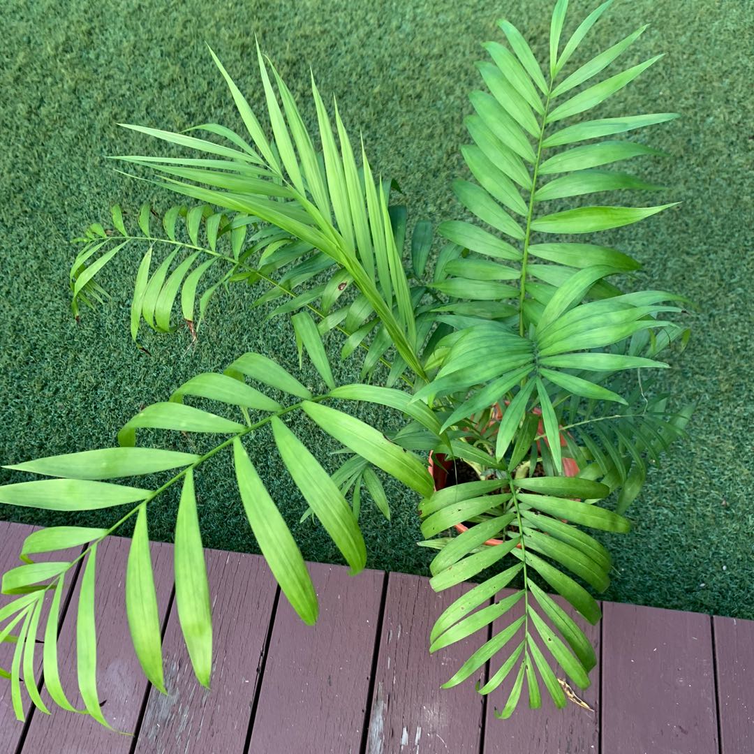 Miniature palm, Furniture & Home Living, Gardening, Plants & Seeds on ...