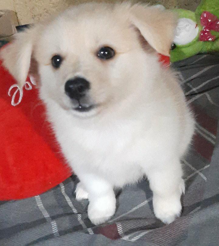 PomSpitz, Pet Supplies, Homes & Other Pet Accessories on Carousell