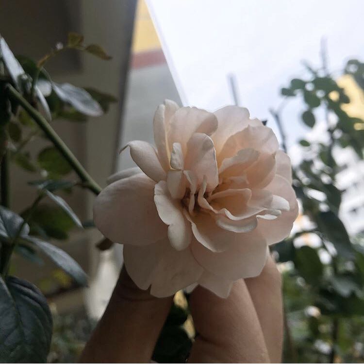 Aphrodite Hybrid Tea rose, Gardening, Plants on Carousell