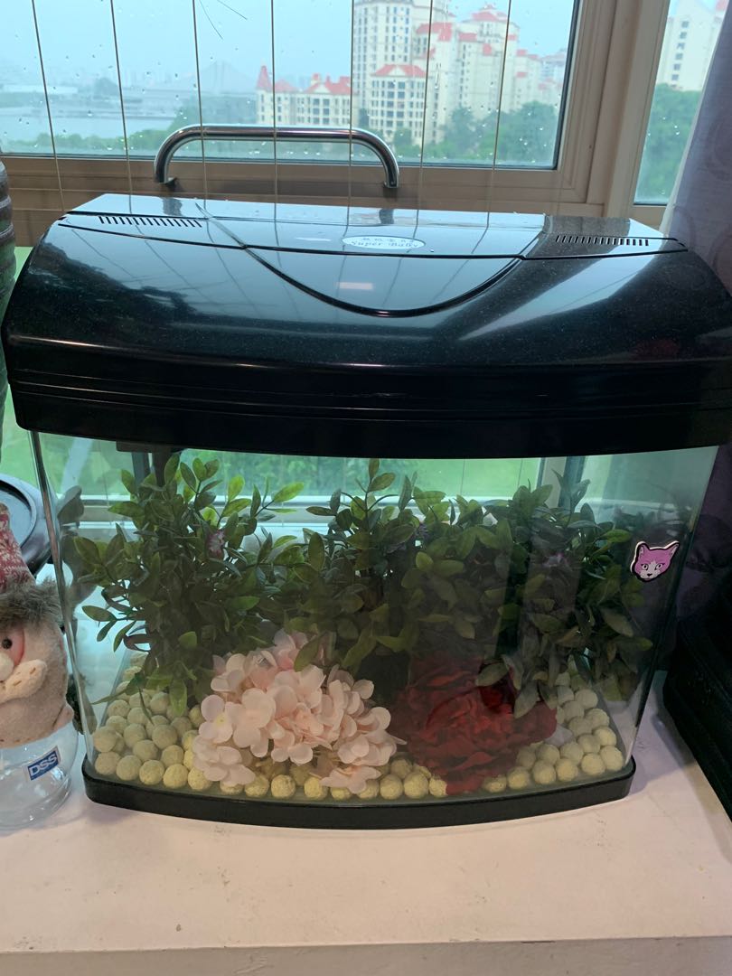 Fish Tank Set 30x40x44cm Superbaby brand, Pet Supplies, Homes & Other ...