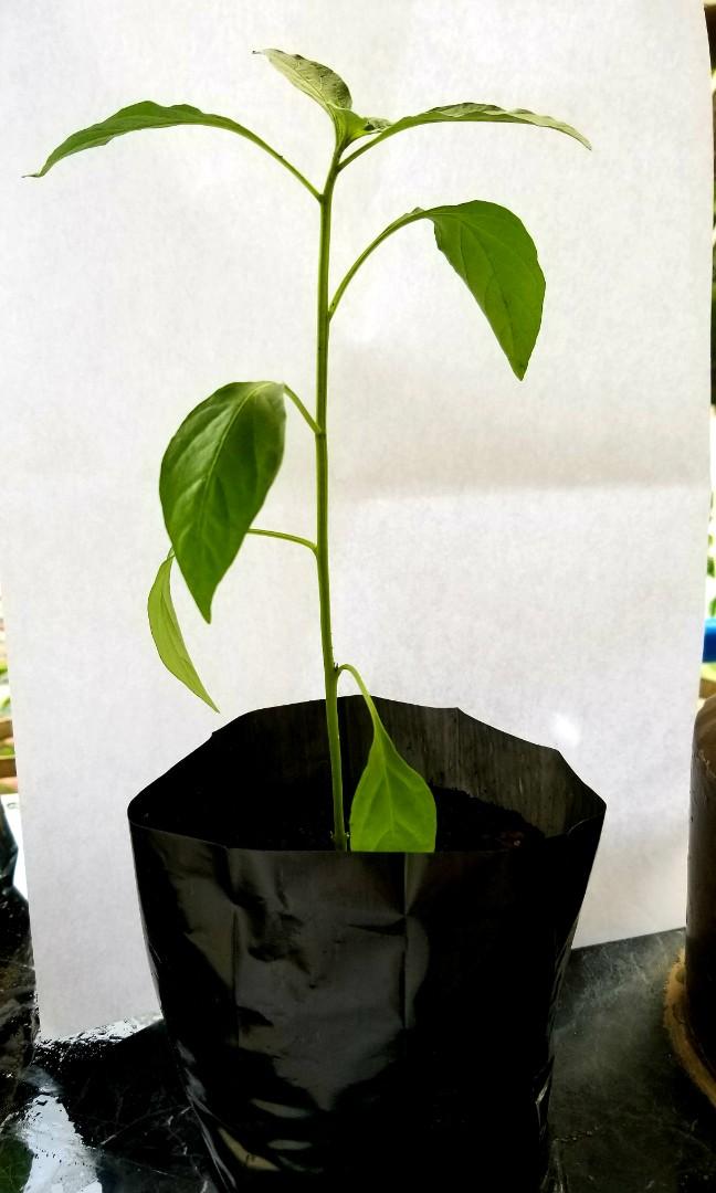 Siling Labuyo Sili Chili pepper seedling, Furniture & Home Living ...