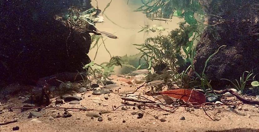Tropical Mangrove Twigs, Pet Supplies, For Fish, Fish Tank Accessories ...