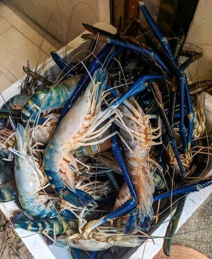Ulang Shrimp Seafood, Food & Drinks, Fresh Produce on Carousell