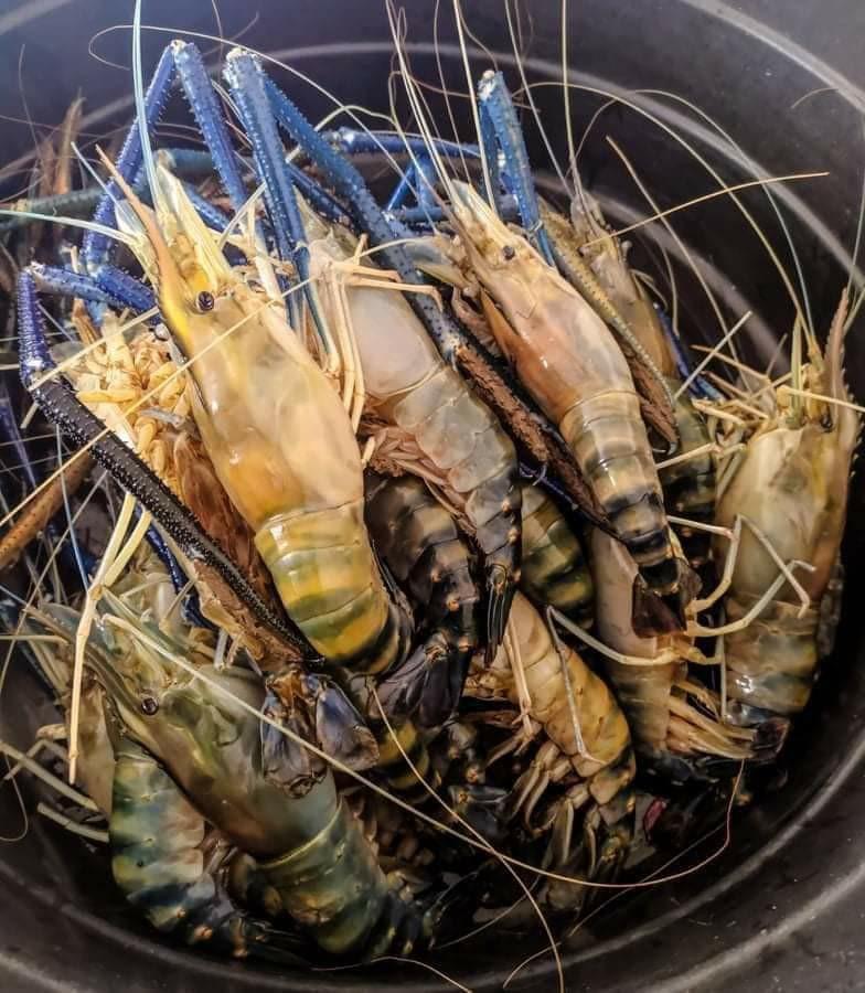 Ulang Shrimp Seafood, Food & Drinks, Fresh Produce on Carousell