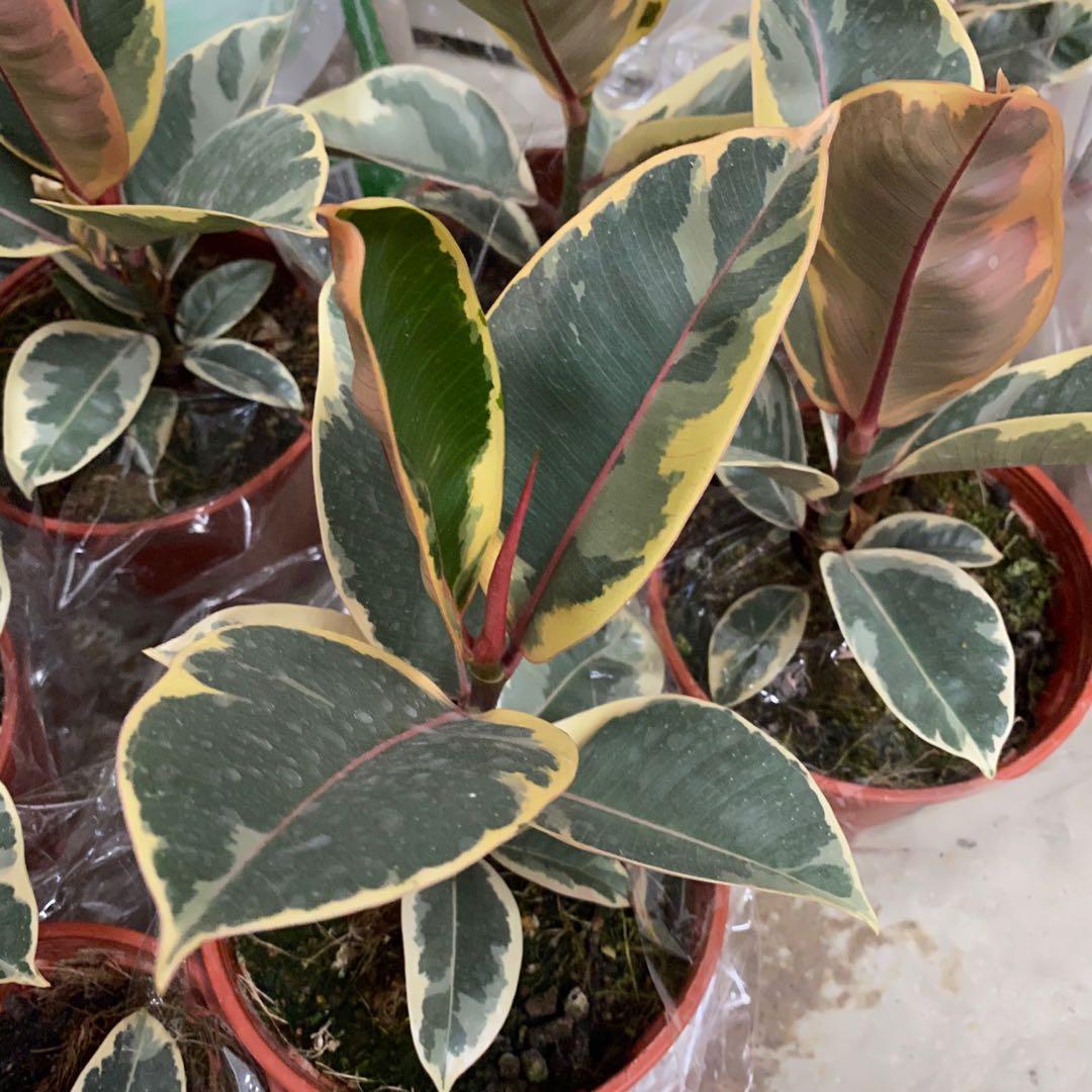 Ficus Elastica Sylvia (Yellow), Furniture & Home Living, Gardening ...