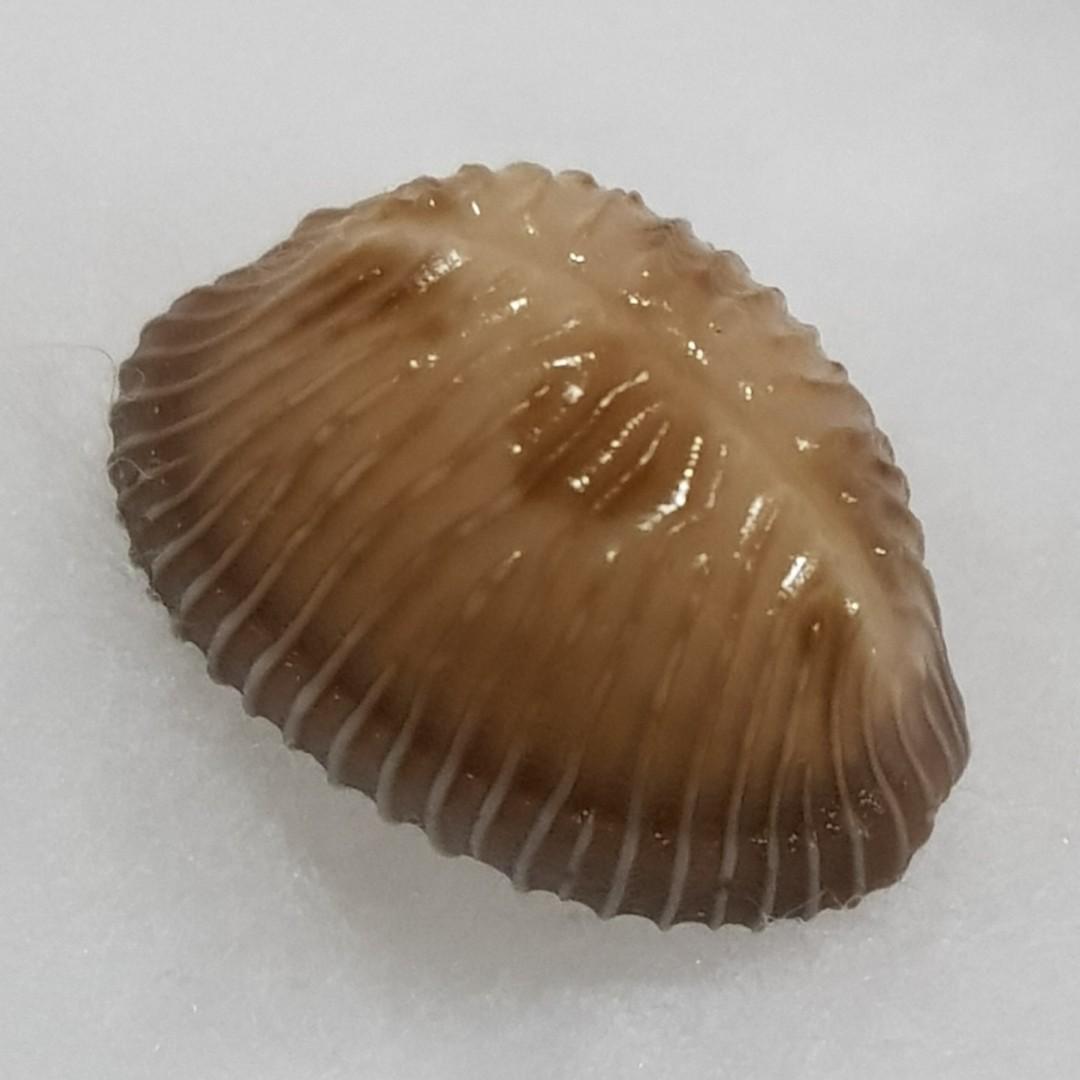 Seashell - Extra Large Coffee Bean Trivia, Furniture & Home Living ...