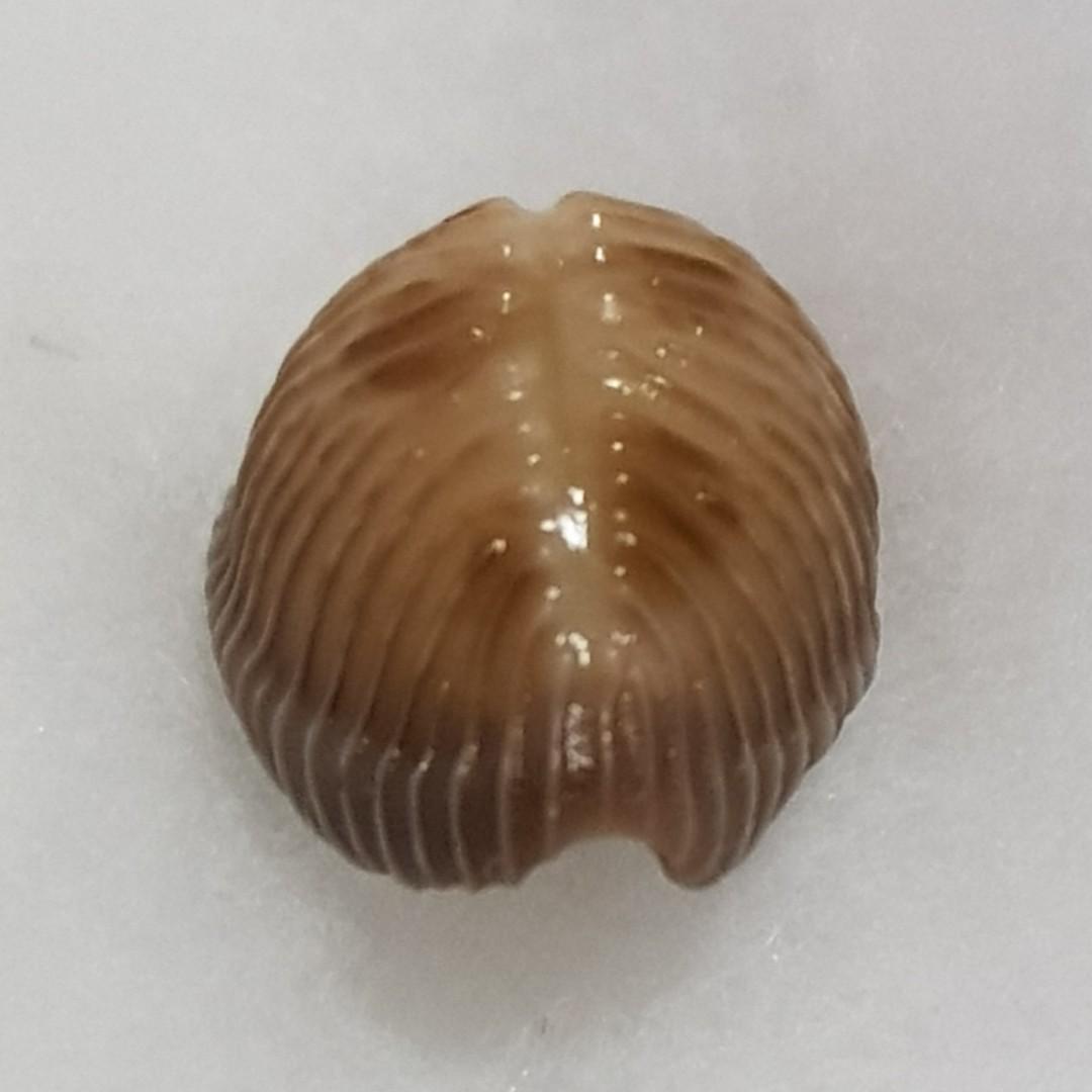 Seashell - Extra Large Coffee Bean Trivia, Furniture & Home Living ...