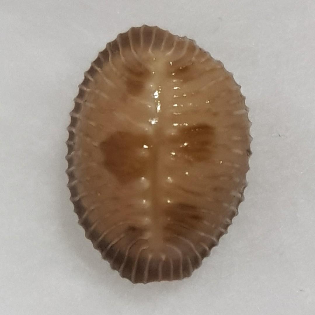 Seashell - Extra Large Coffee Bean Trivia, Furniture & Home Living ...