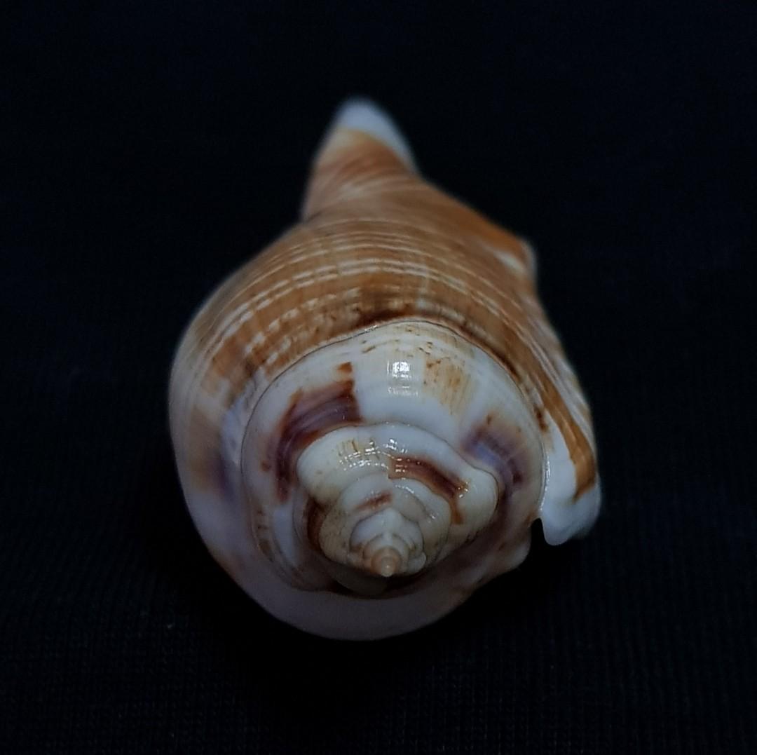 Seashell - SUPERB Mauritius humpback Strombus, Vintage & Collectibles ...