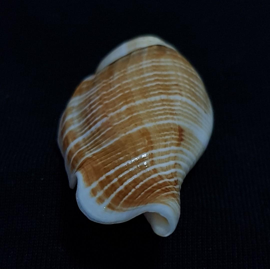 Seashell - SUPERB Mauritius humpback Strombus, Vintage & Collectibles ...