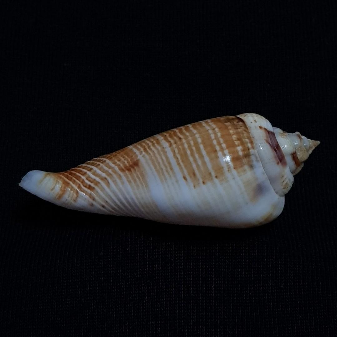 Seashell - SUPERB Mauritius humpback Strombus, Vintage & Collectibles ...