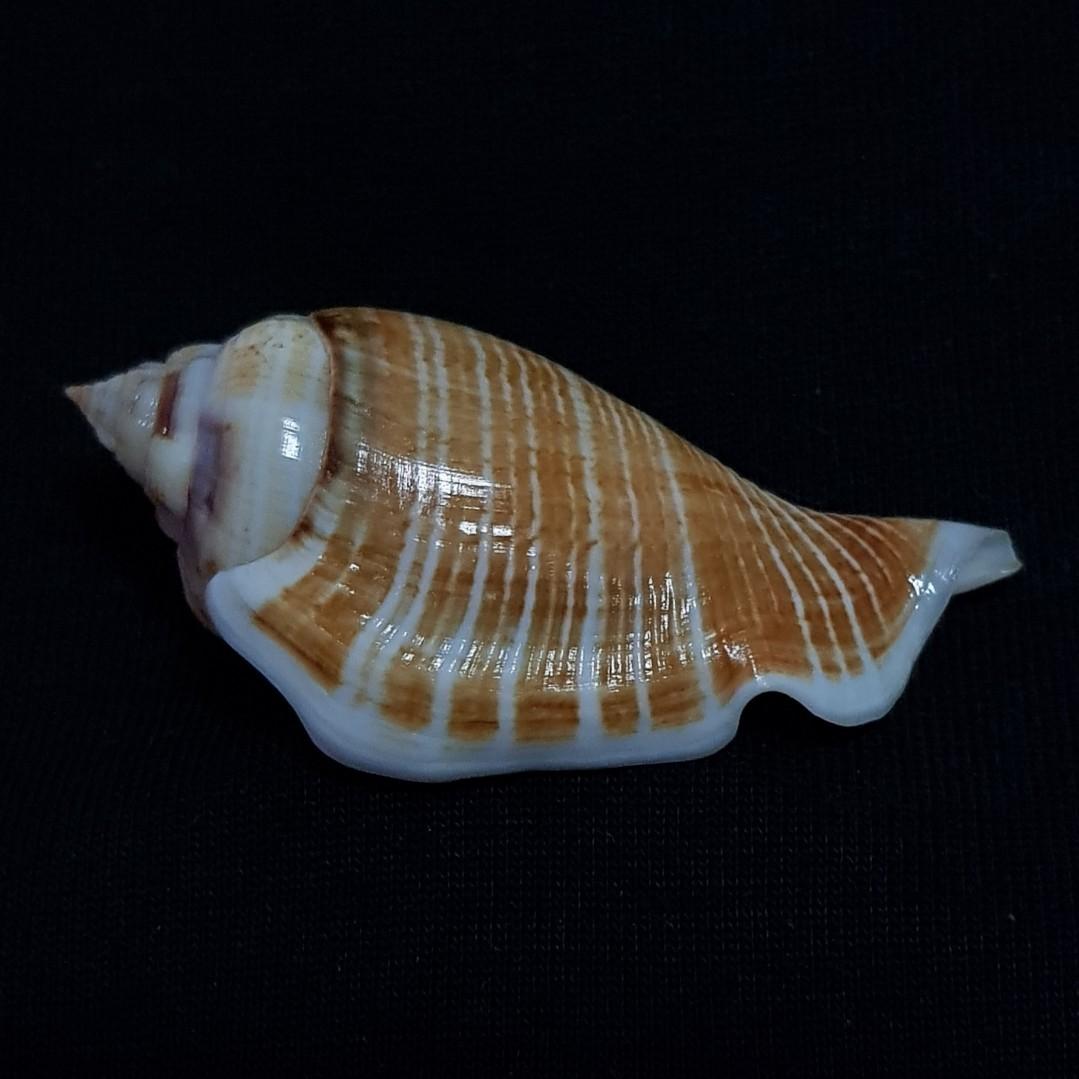 Seashell - SUPERB Mauritius humpback Strombus, Vintage & Collectibles ...